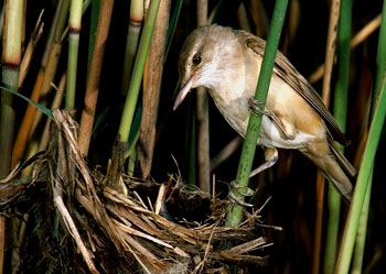 苇莺亚科 Acrocephalinae 蓝色动物学（中国动物学科普）